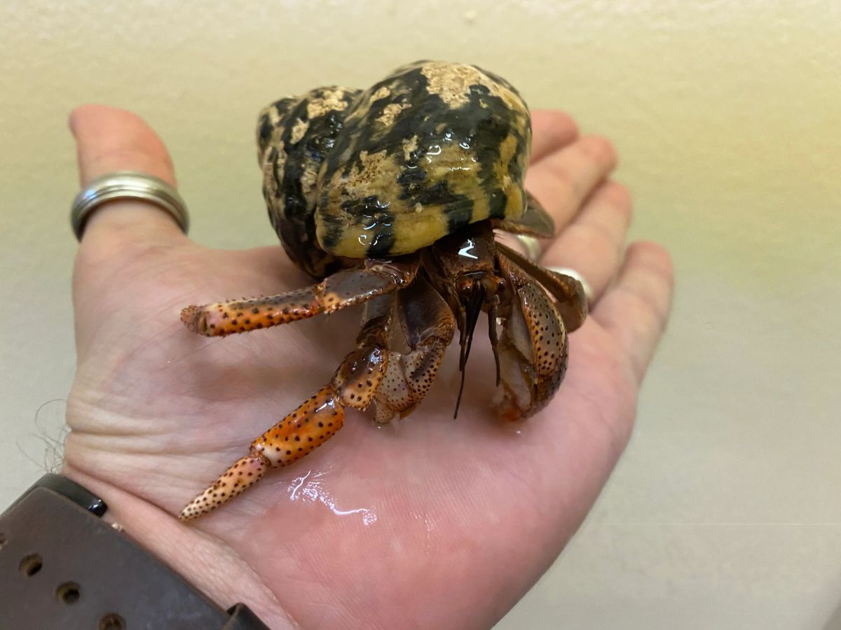 Hermit Crab