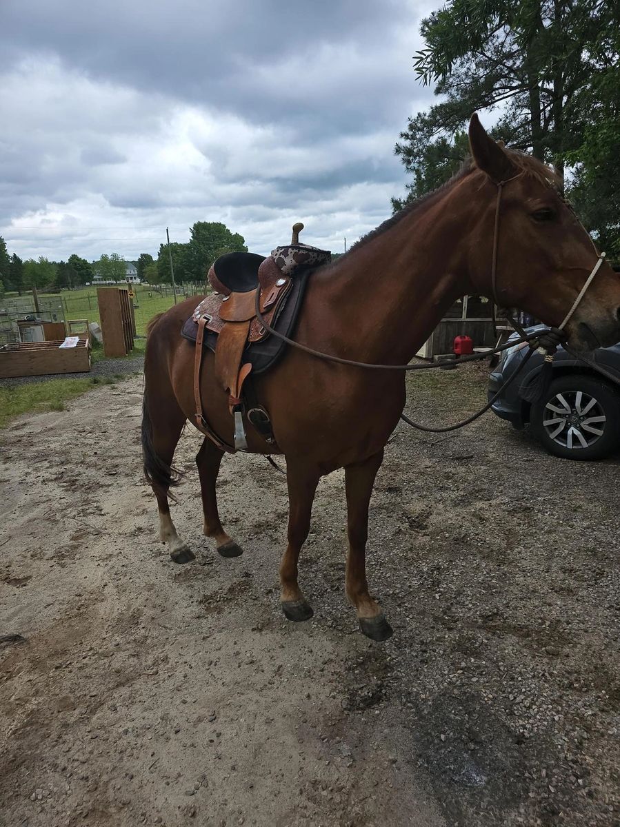 Grade Horse Mare