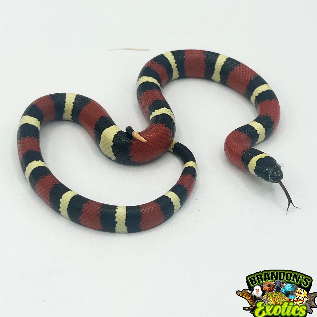 Pueblan X Nelson Milk Snake