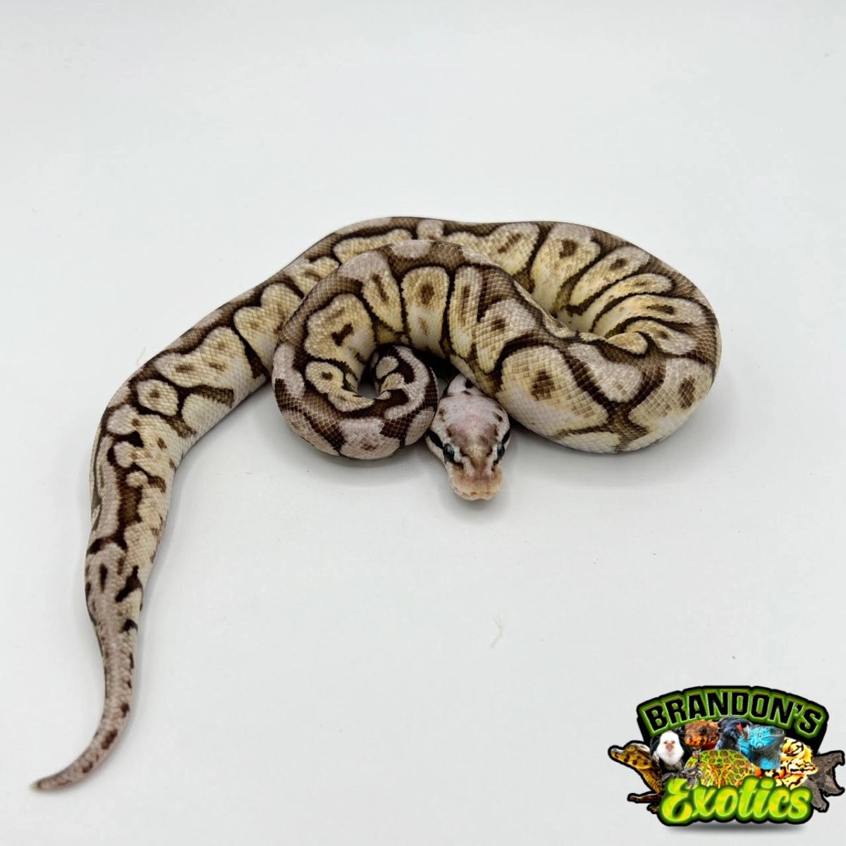 PASTEL FIRE SPIDER BALL PYTHON