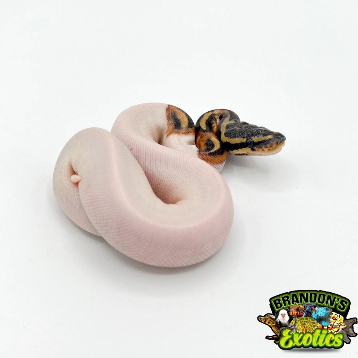 PIEBALD HIGH WHITE BALL PYTHON