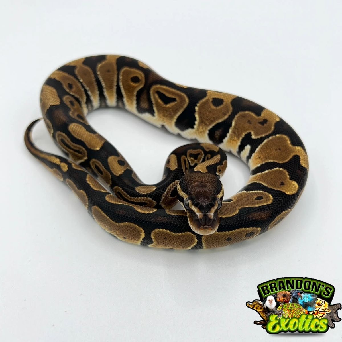 Scaleless Head Ball Python