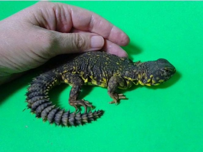 Uromastyx, Yellow Niger