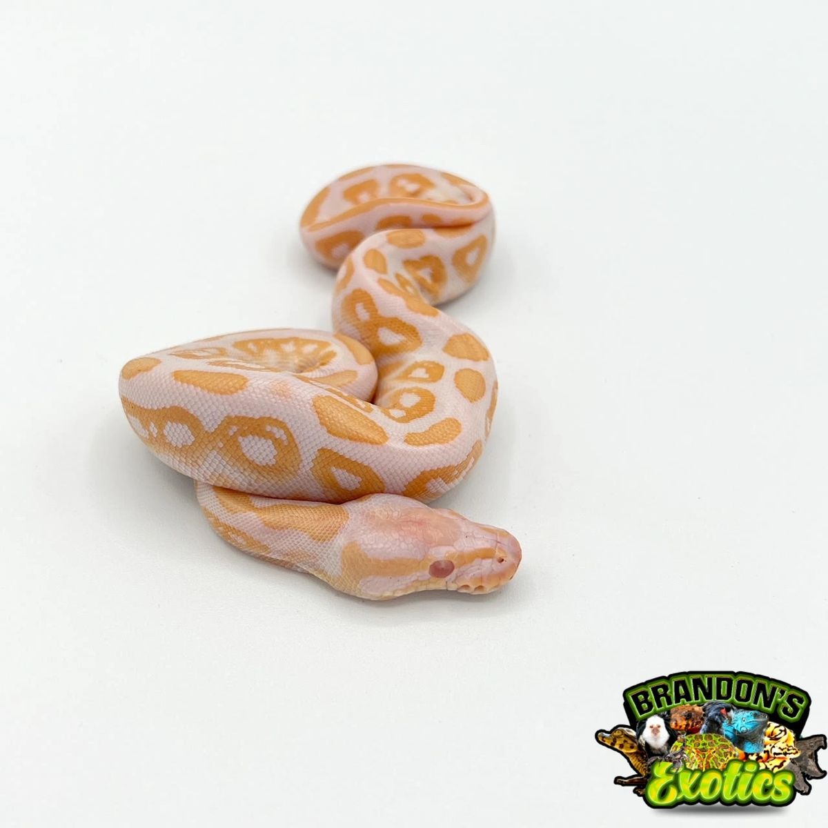 ALBINO BLACK PASTEL BALL PYTHON