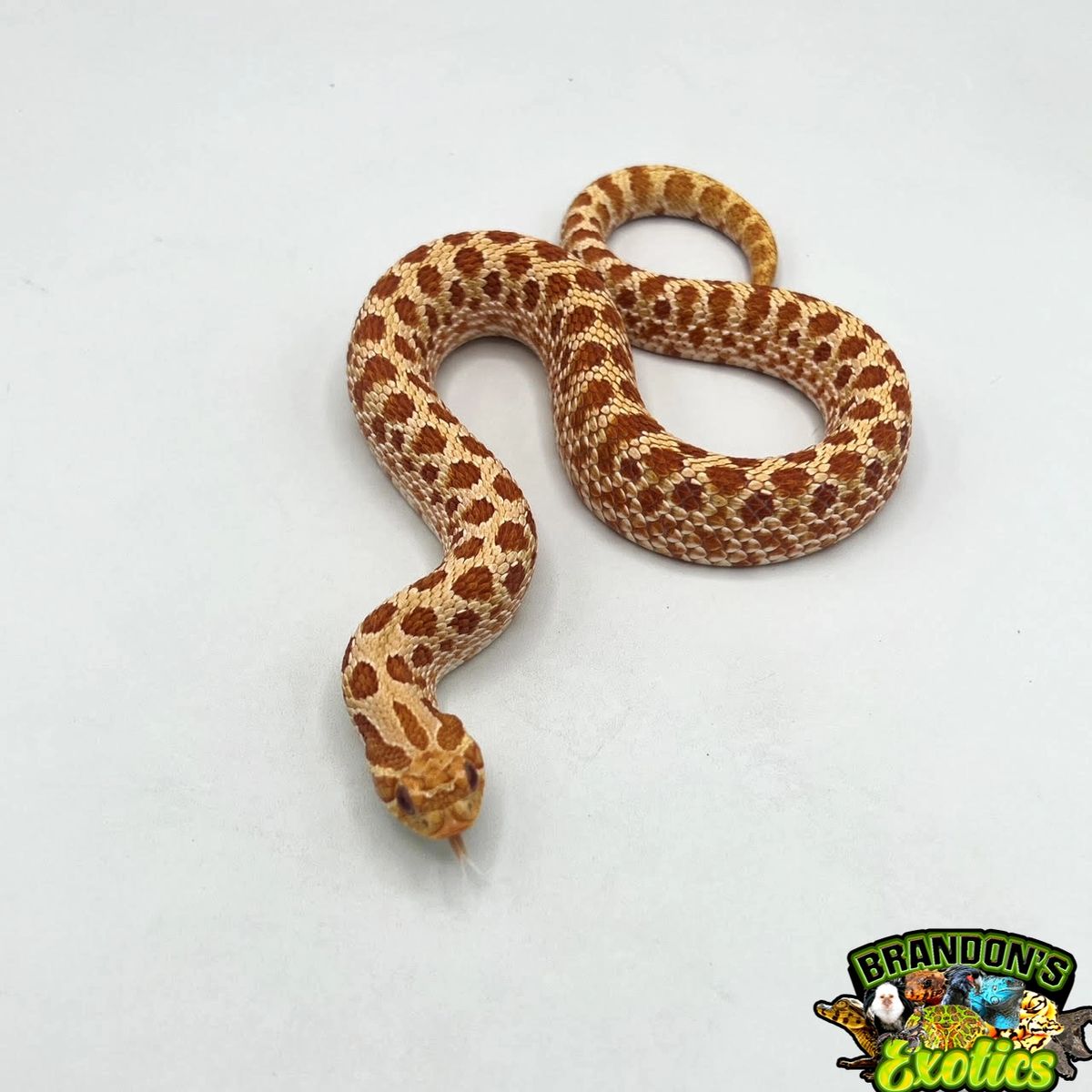 Albino Hognose