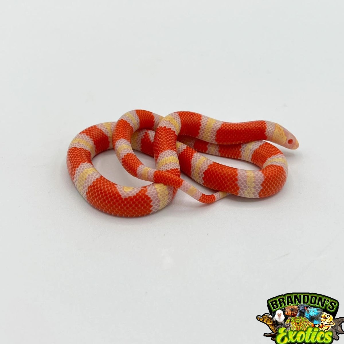Albino Honduran Milk Snake