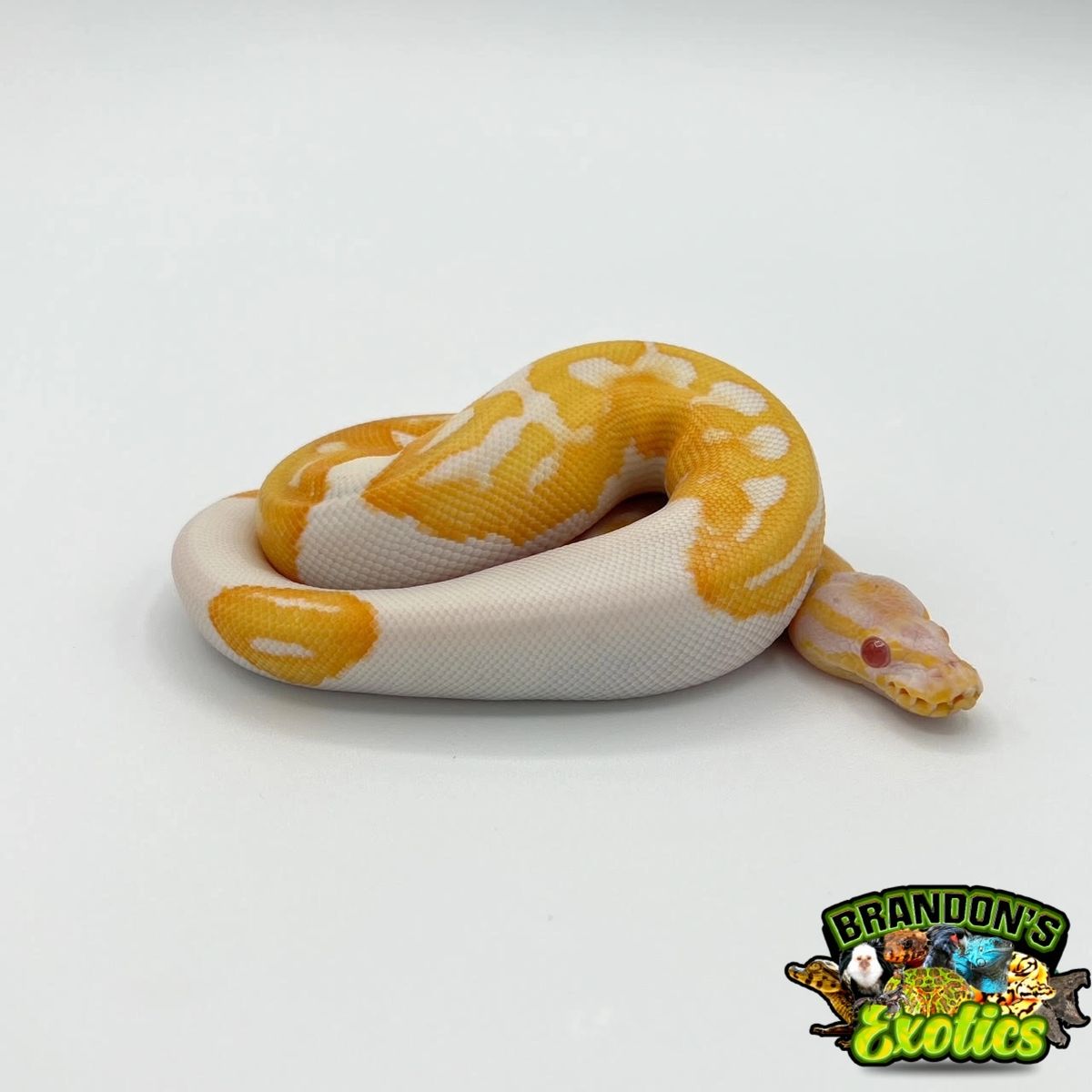 ALBINO PIEBALD BALL PYTHON