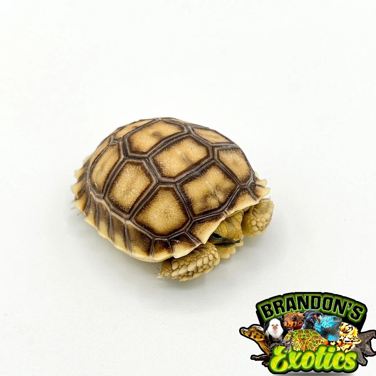Baby Sulcata Tortoise