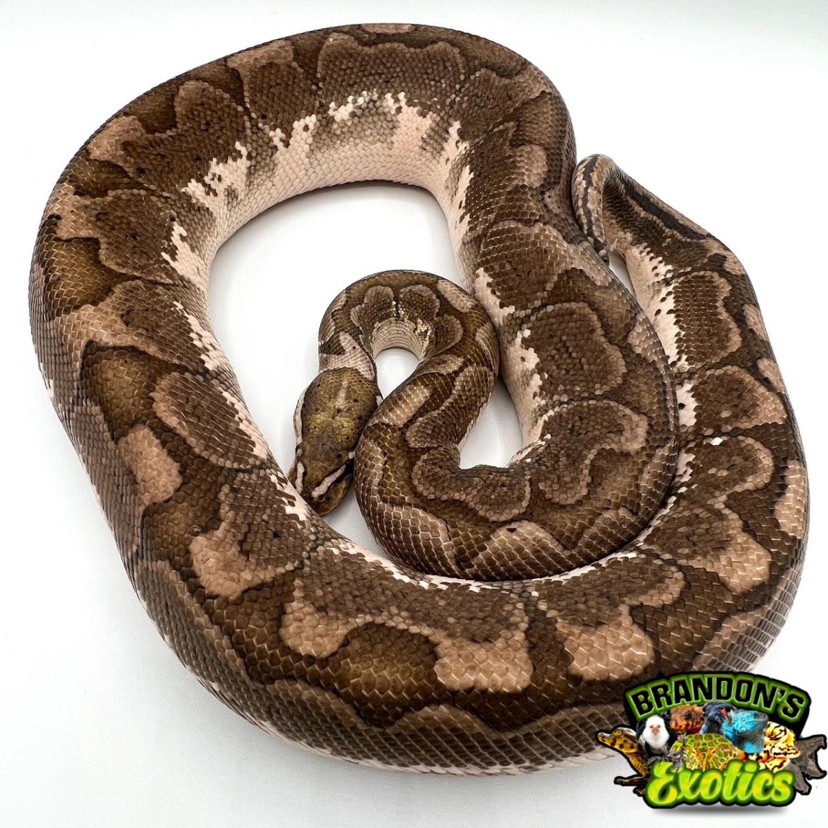 BAMBOO BALL PYTHON