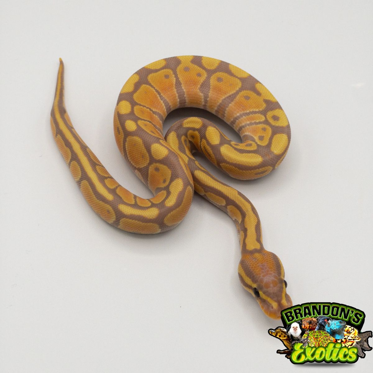 BANANA BALL PYTHON