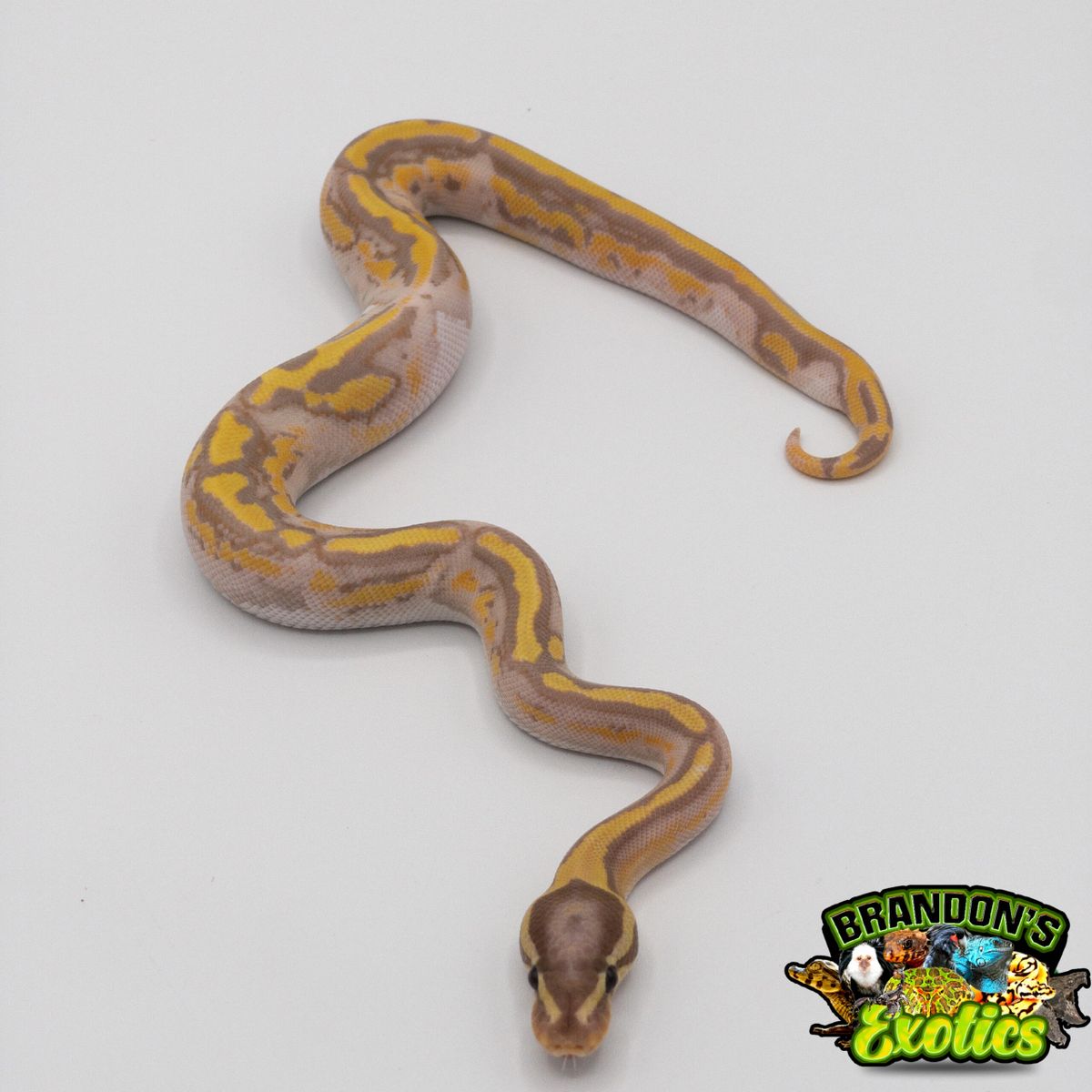 BANANA PIEBALD BALL PYTHON