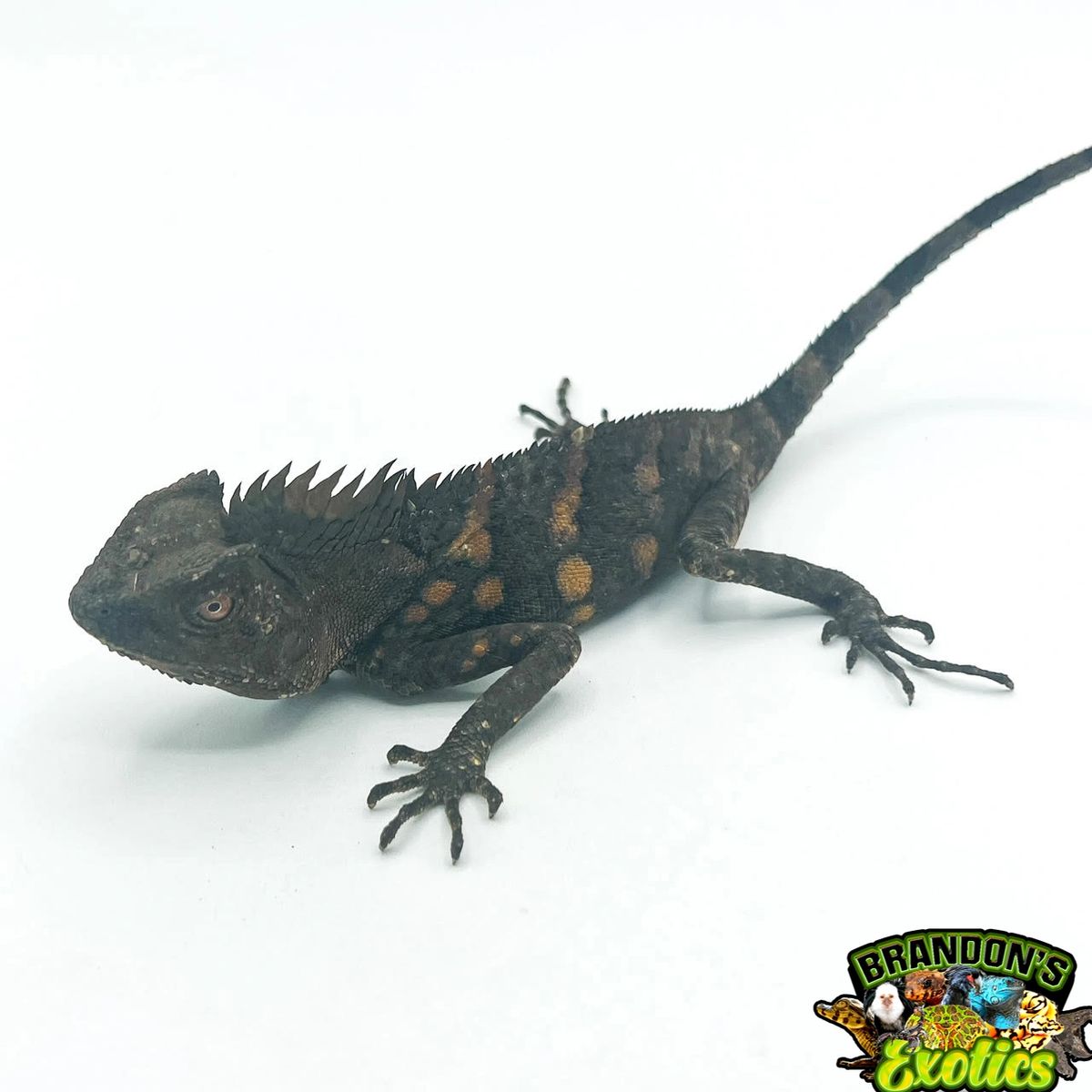 Blue Eyed Crested Dragon