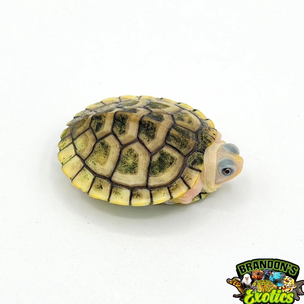 Caramel Red Ear Slider -Baby
