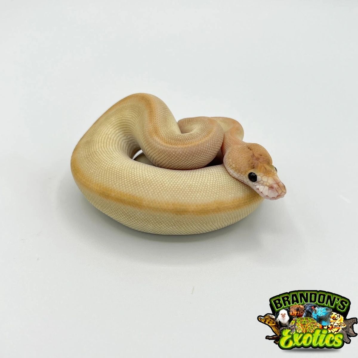 CHAMPAGNE BUTTER BALL PYTHON