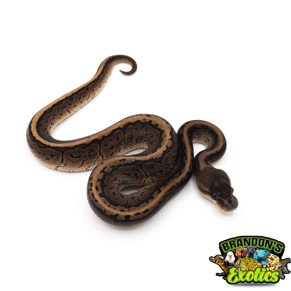 CINNAMON PINSTRIPE BALL PYTHON