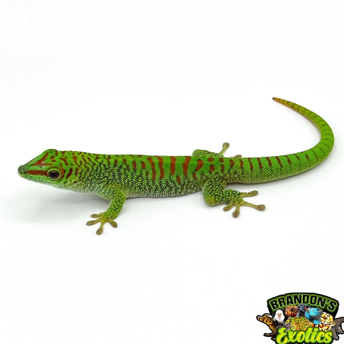 Crimson Giant Day Gecko