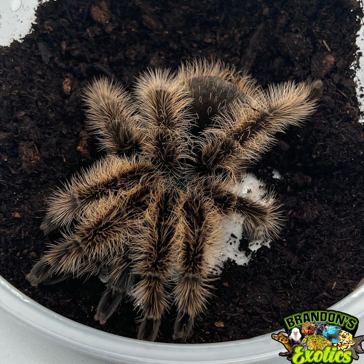 Curly Hair Tarantula