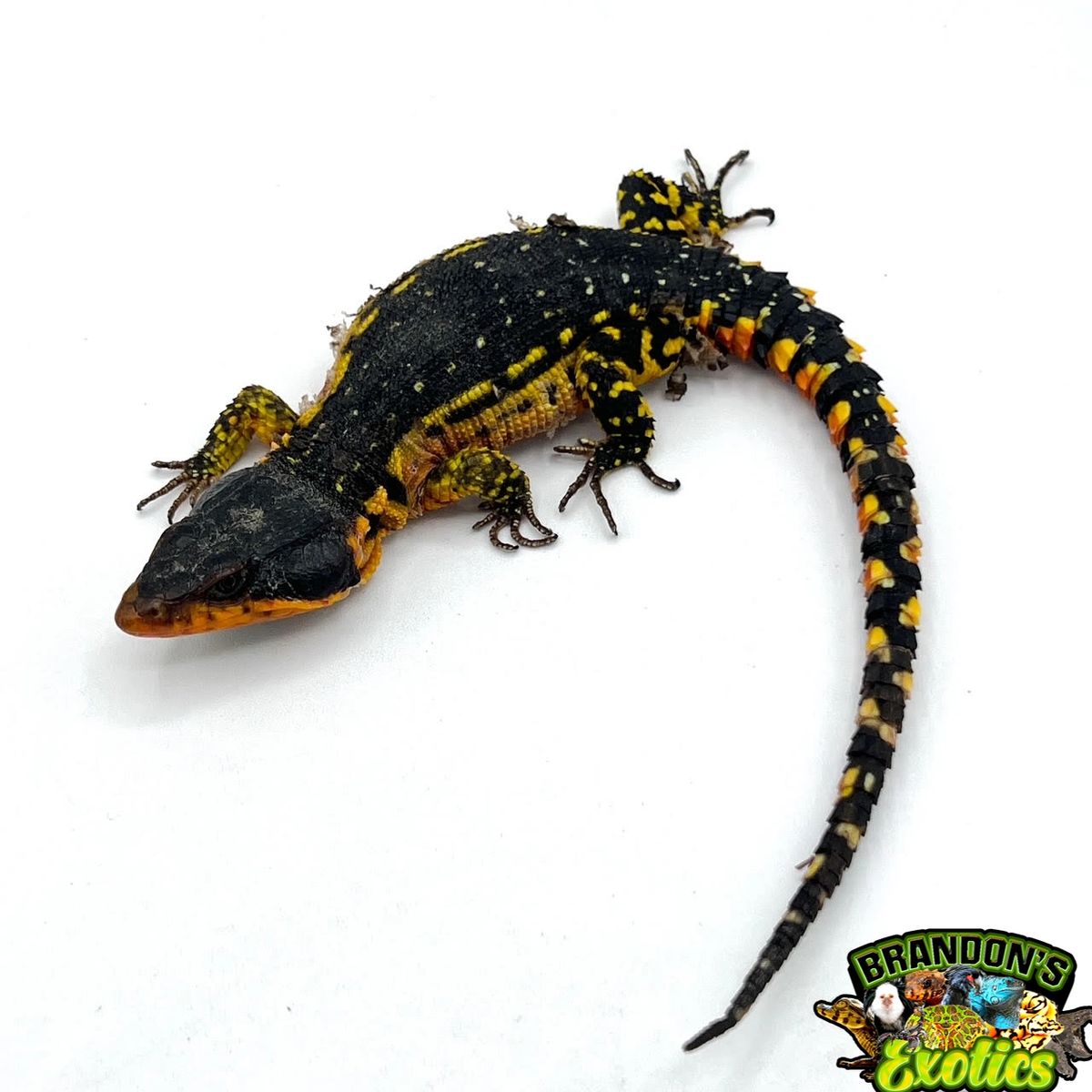 Drakensberg Crag Lizard