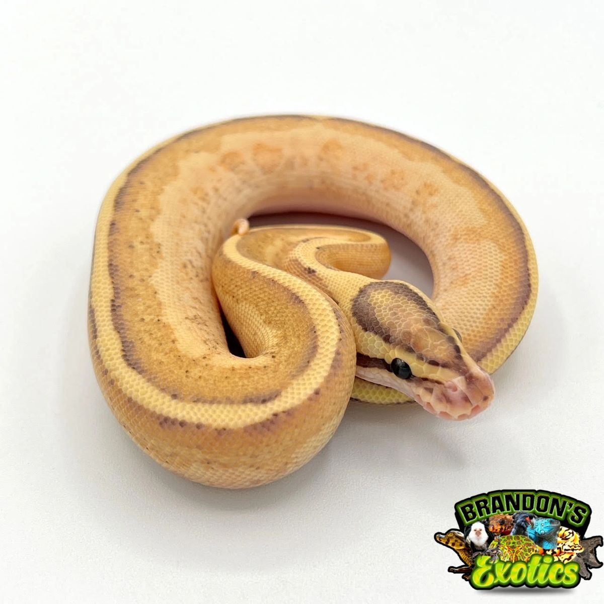 ENCHI PUMA BALL PYTHON