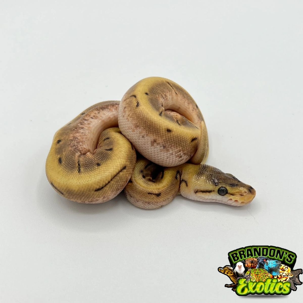 ENCHI SPINNER BALL PYTHON