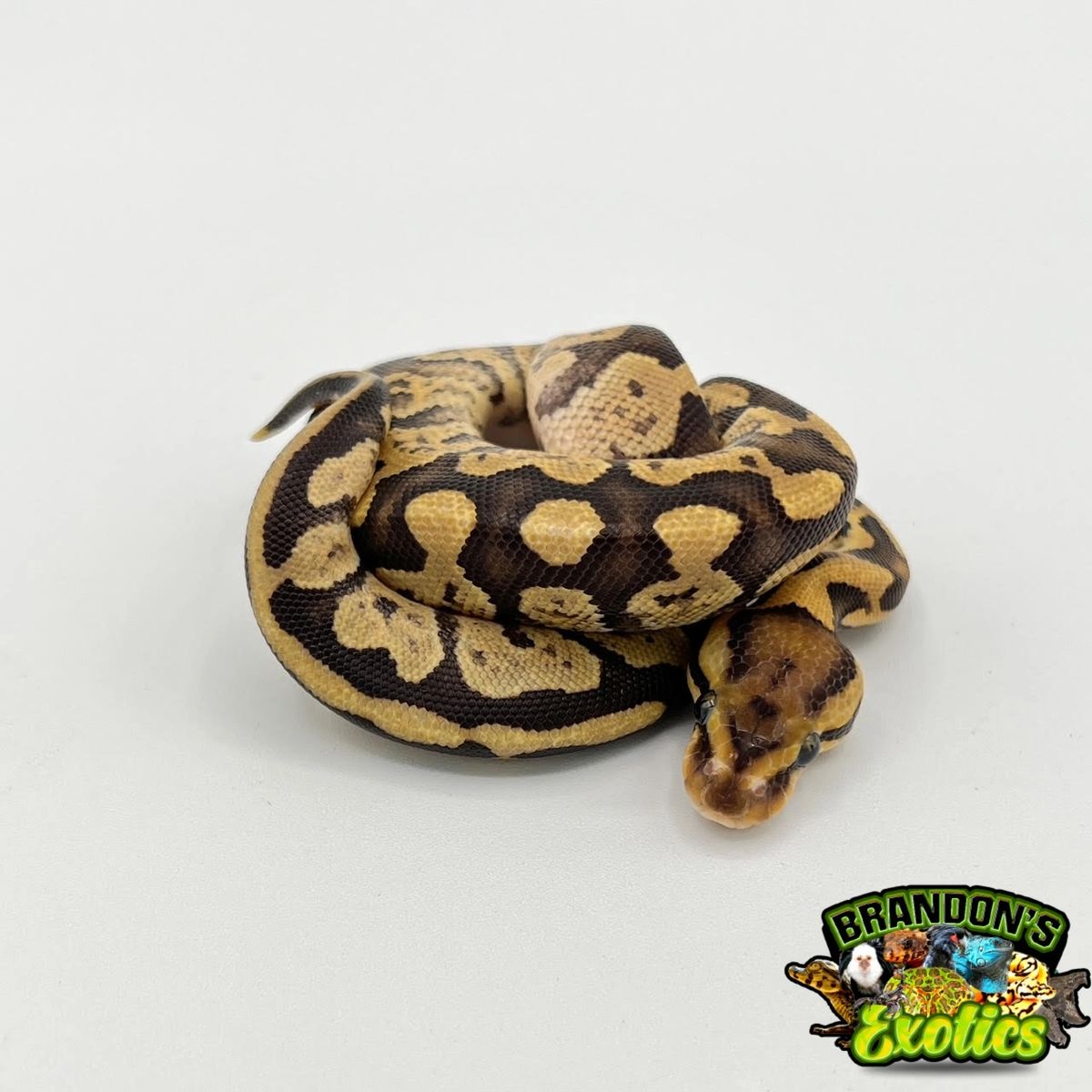 FIRE BALL PYTHON