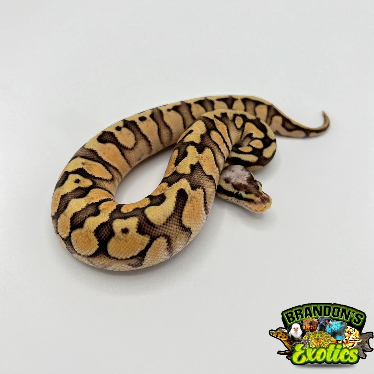 FIRE FLY ENCHI BALL PYTHON