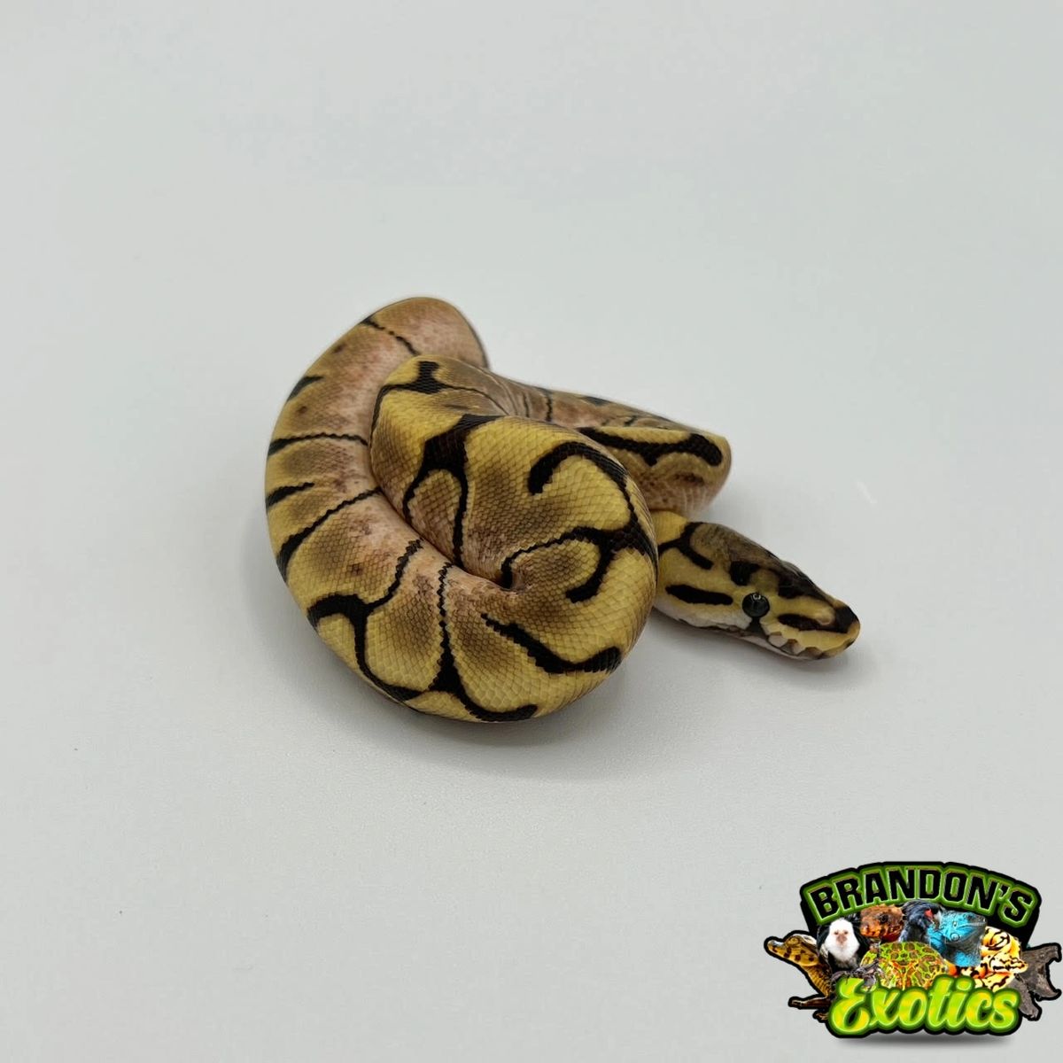 FIRE SPIDER BALL PYTHON