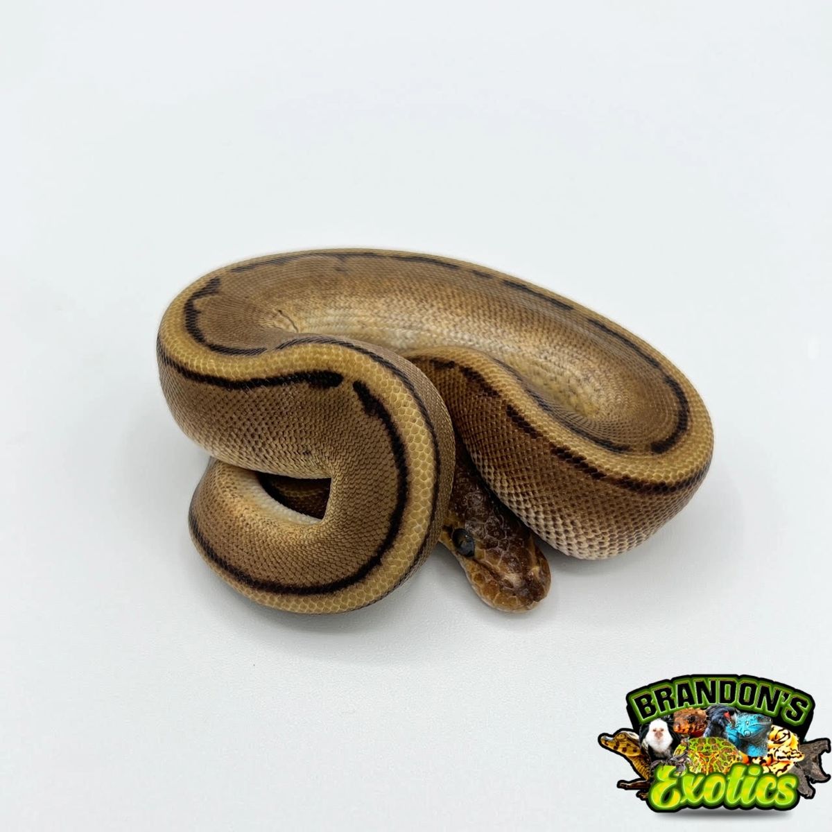 GENETIC PINSTRIPE BALL PYTHON