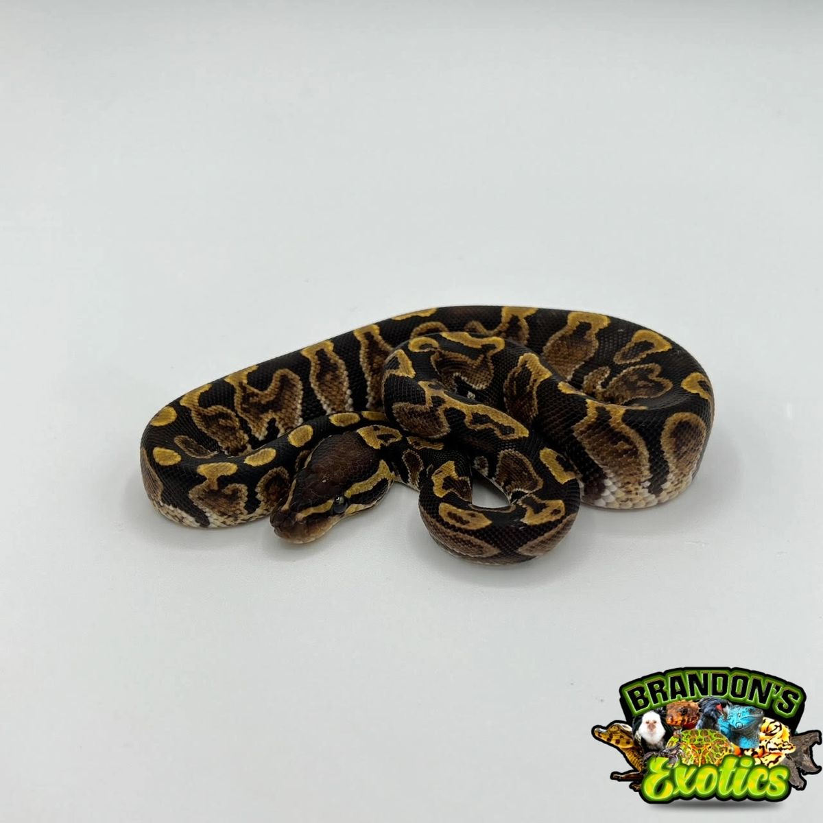 GHI PASTEL BALL PYTHON
