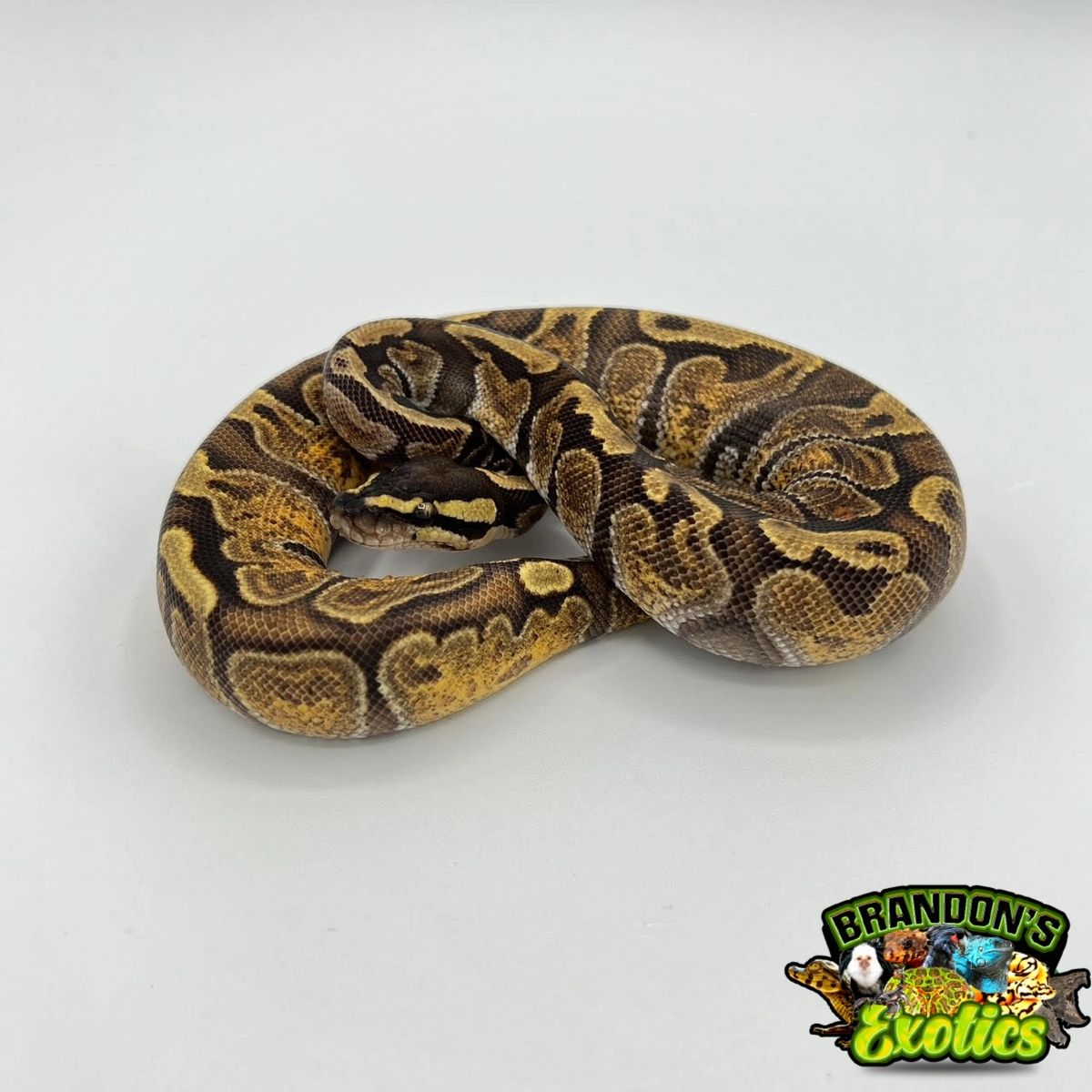 GHI ENCHI BALL PYTHON