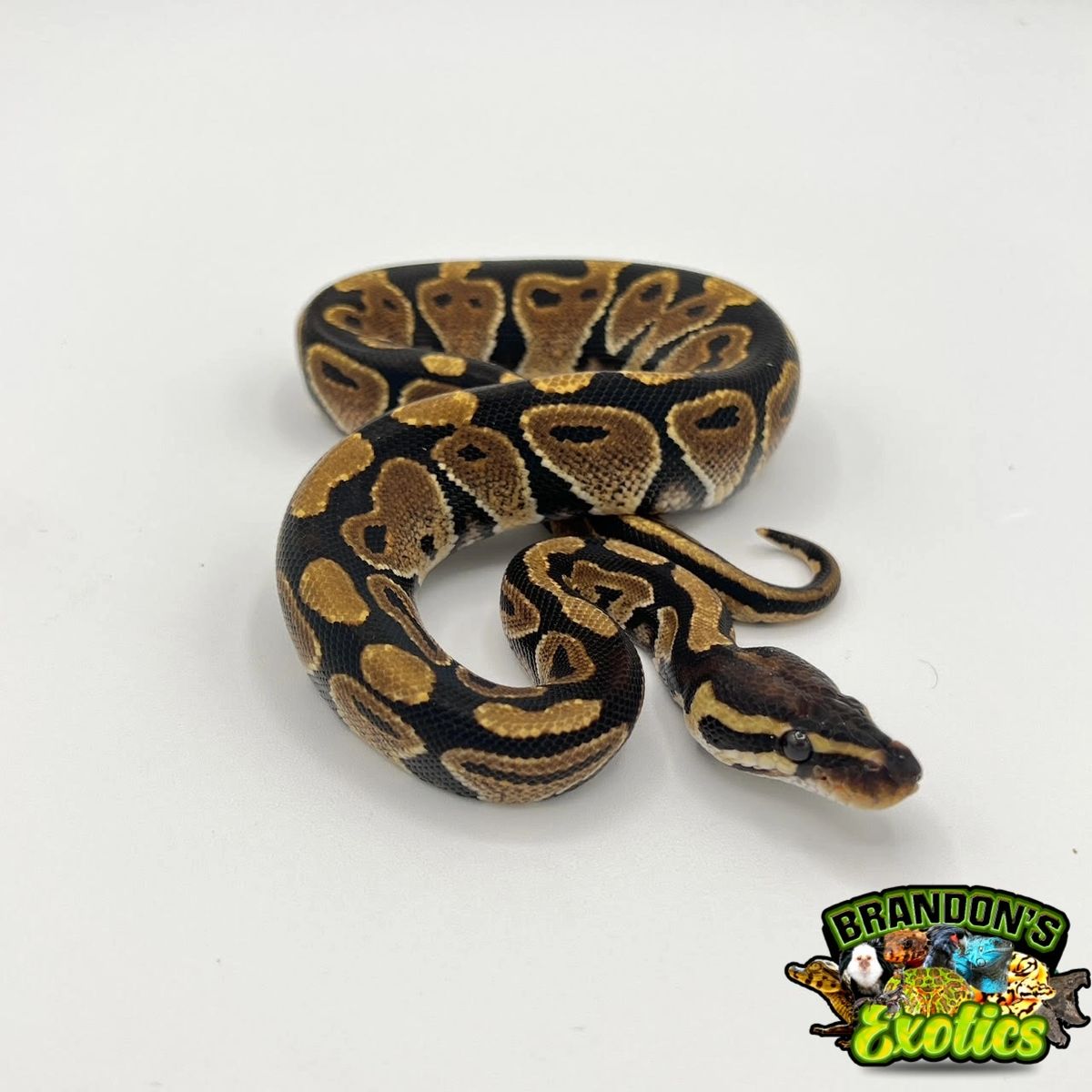 Gravel Ball Python
