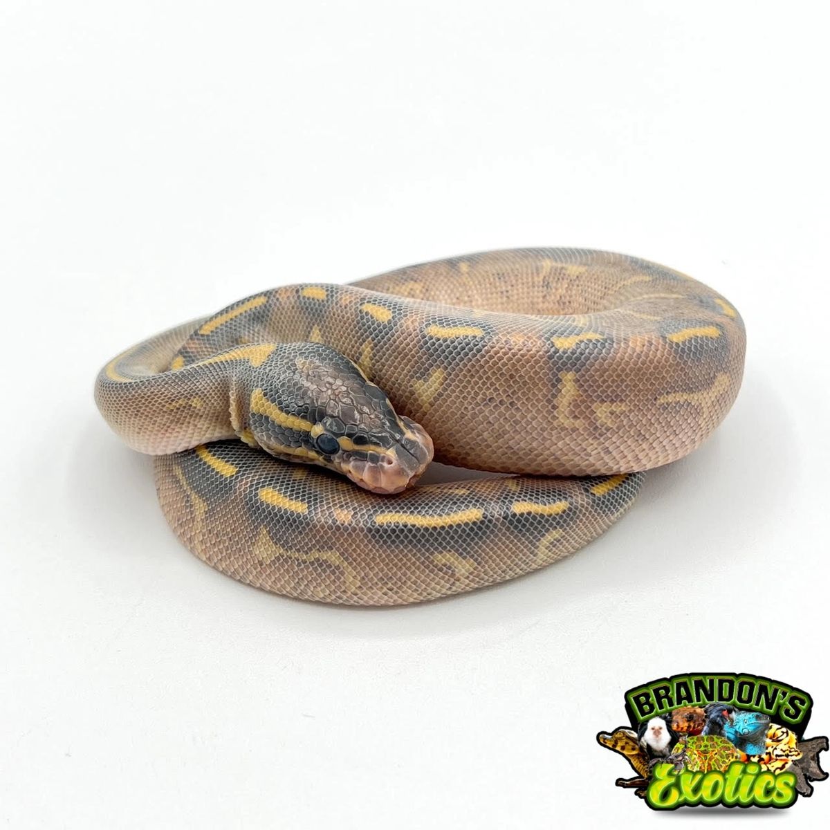 Highway Ball Python