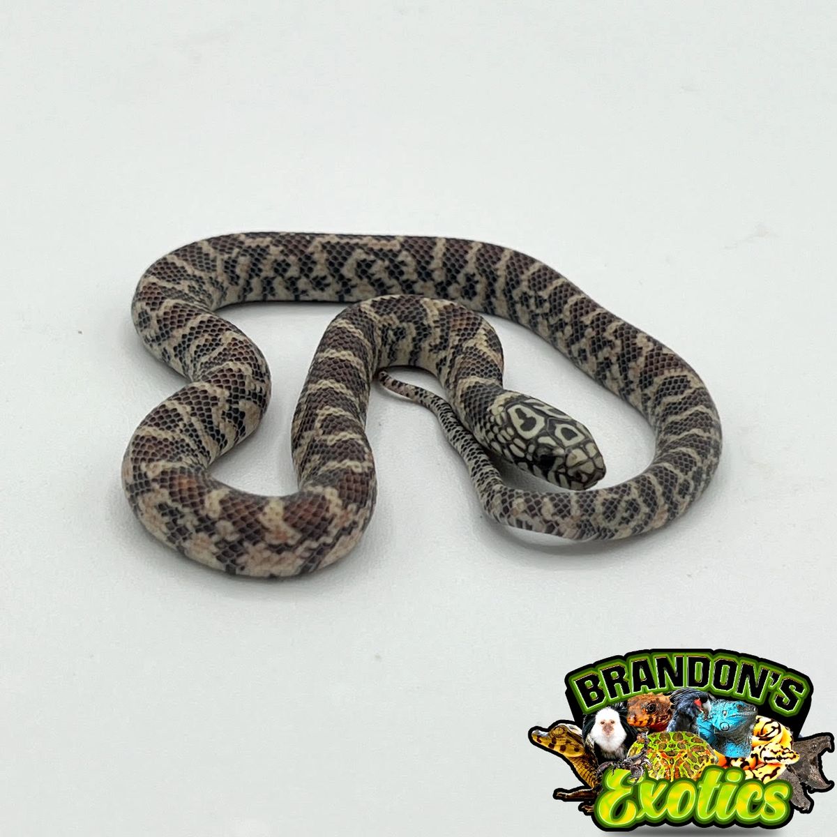 Hypo Florida King Snake