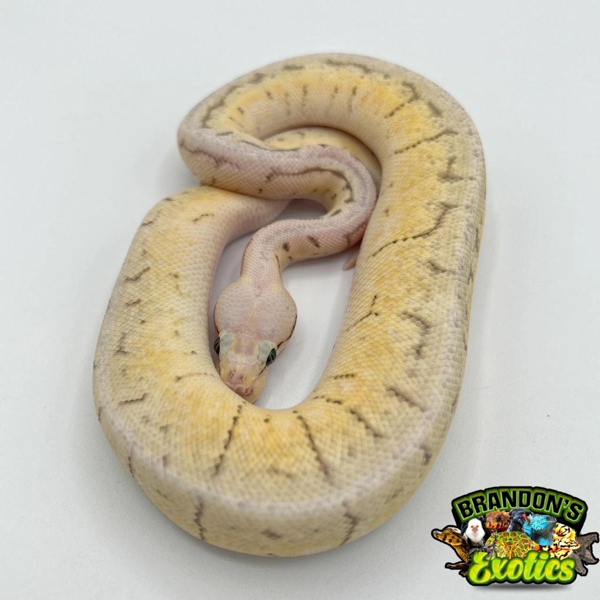 KILLER SPINNER BALL PYTHON