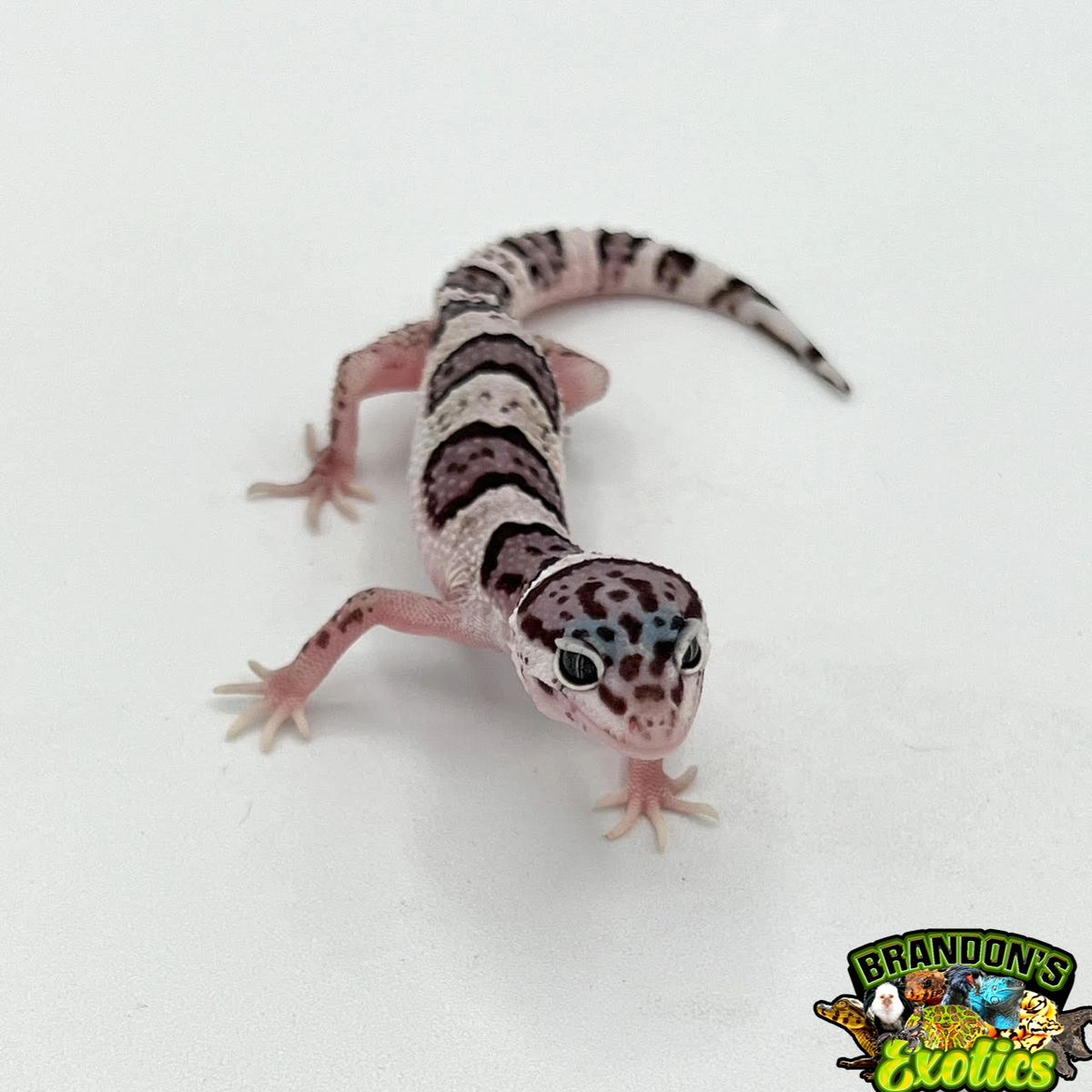 Assorted Leopard geckos All morphs
