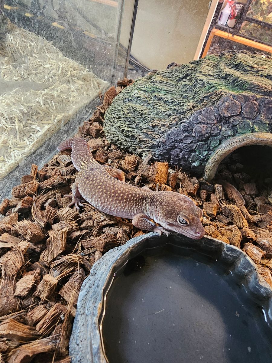 Black Knight X Snow Leopard Gecko