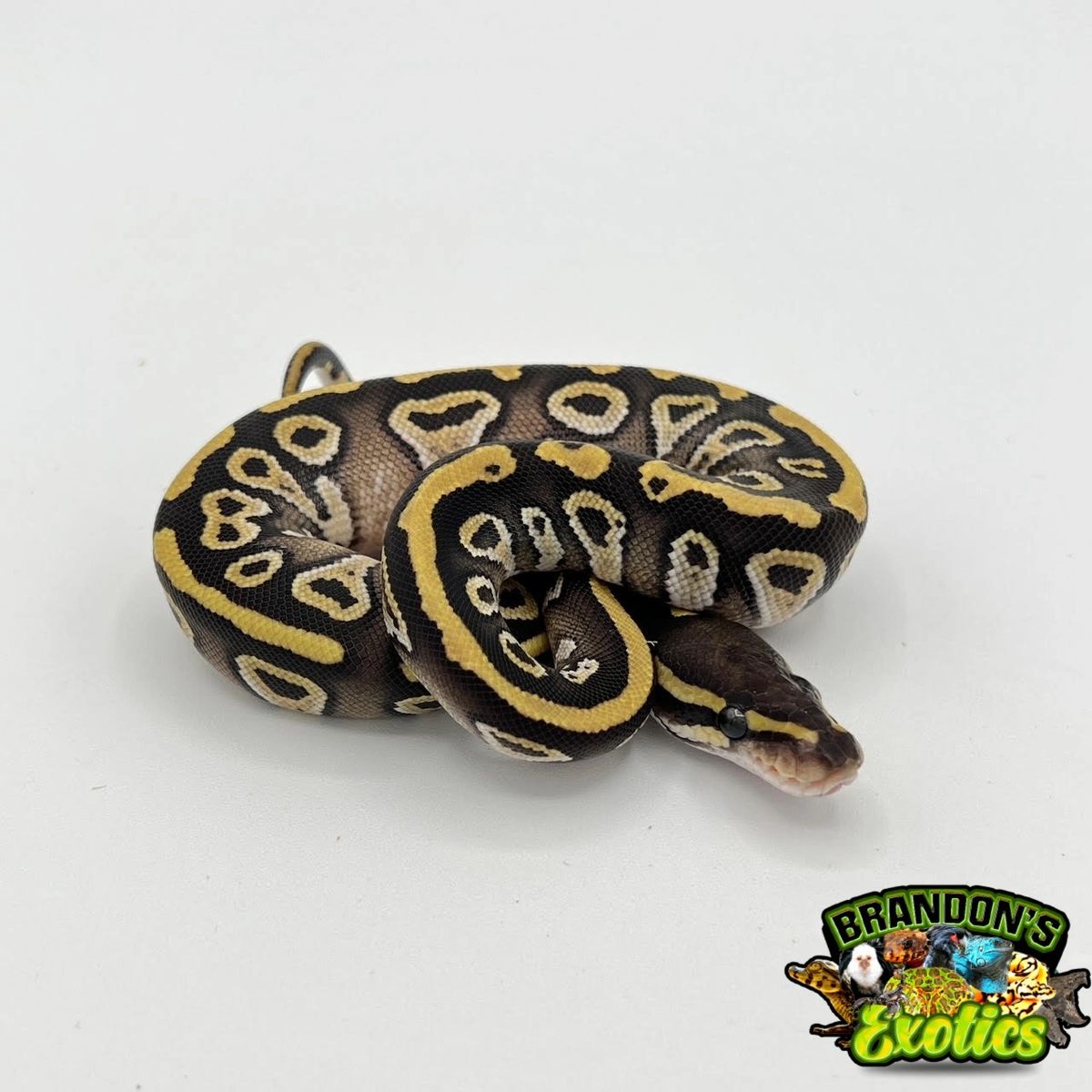 MOJAVE BALL PYTHON