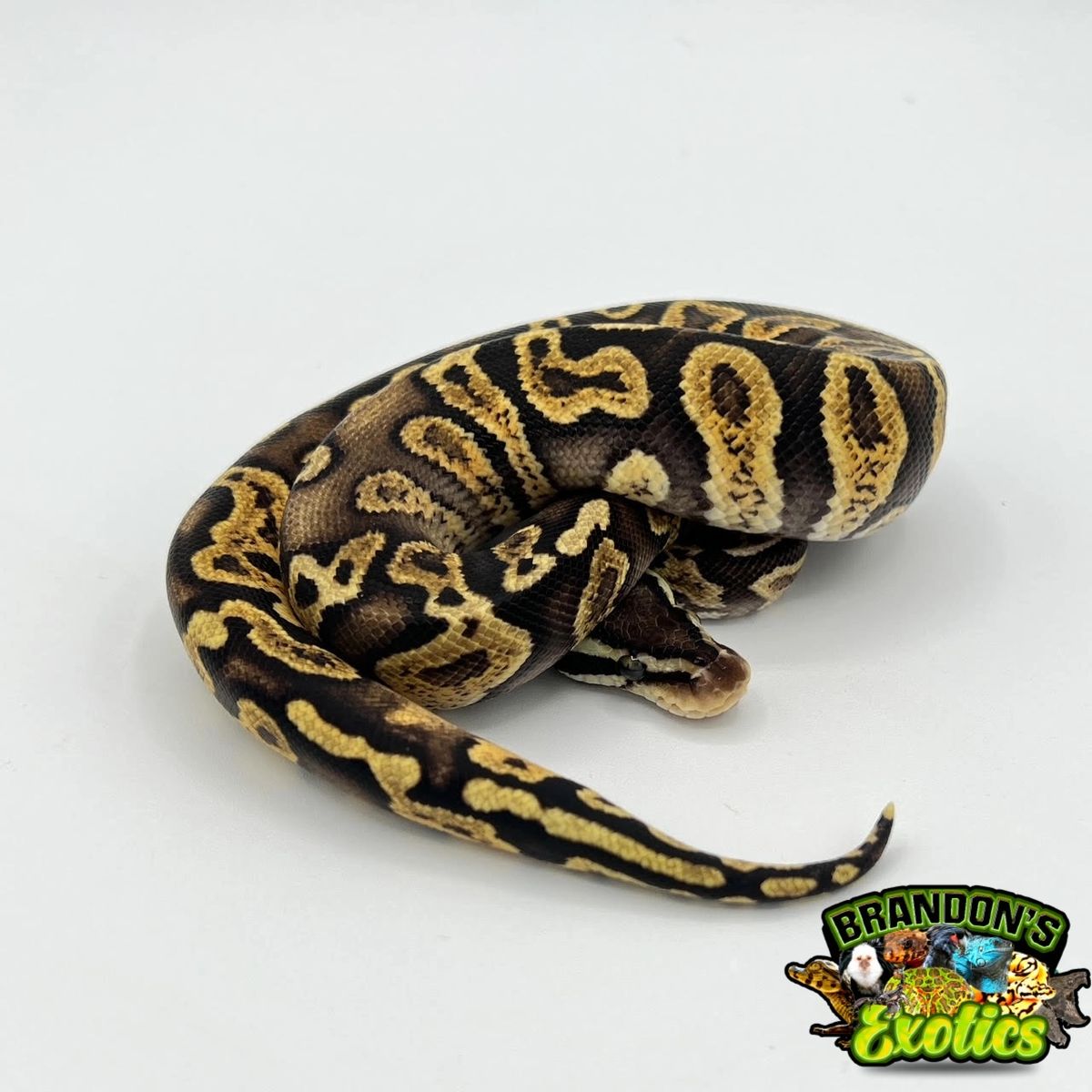 GHI PASTEL YELLOW BELLY BALL PYTHON