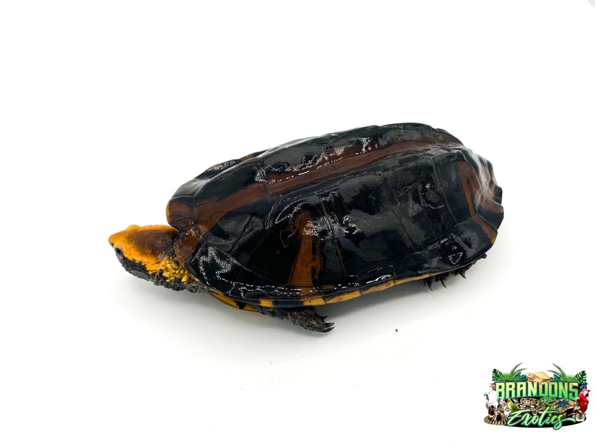 Peruvian Twistneck Turtle (Platemys platycephala)