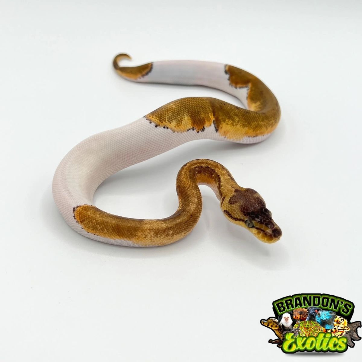 PIEBALD LEMON BLAST BALL PYTHON