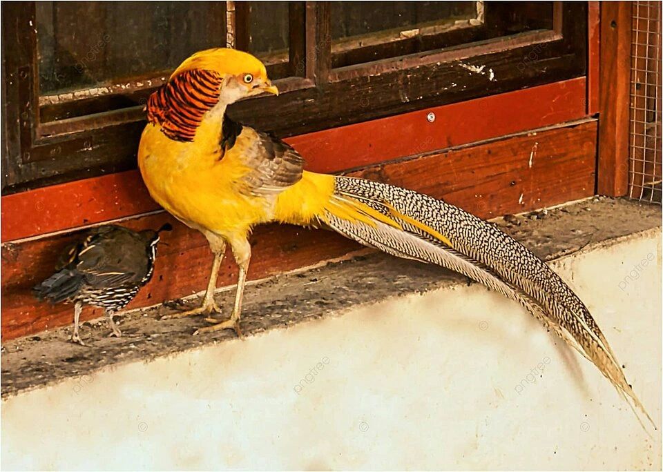 Yellow Golden Phesant PAIR