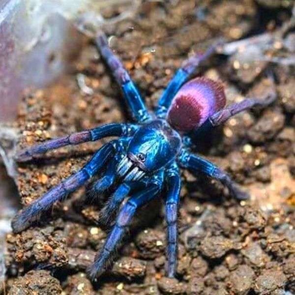 Haploclastus devamatha (LSD Earth Tiger Tarantula)