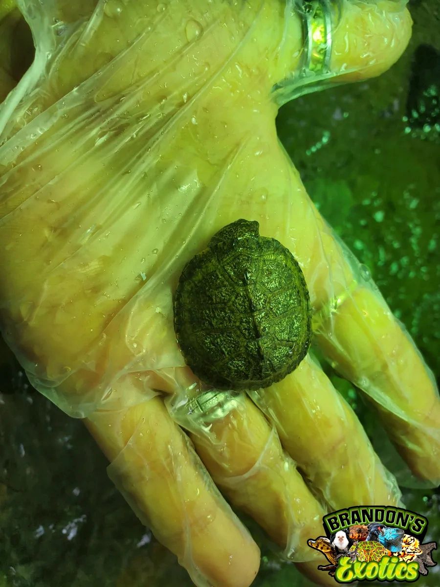 Serrated african sideneck turtle