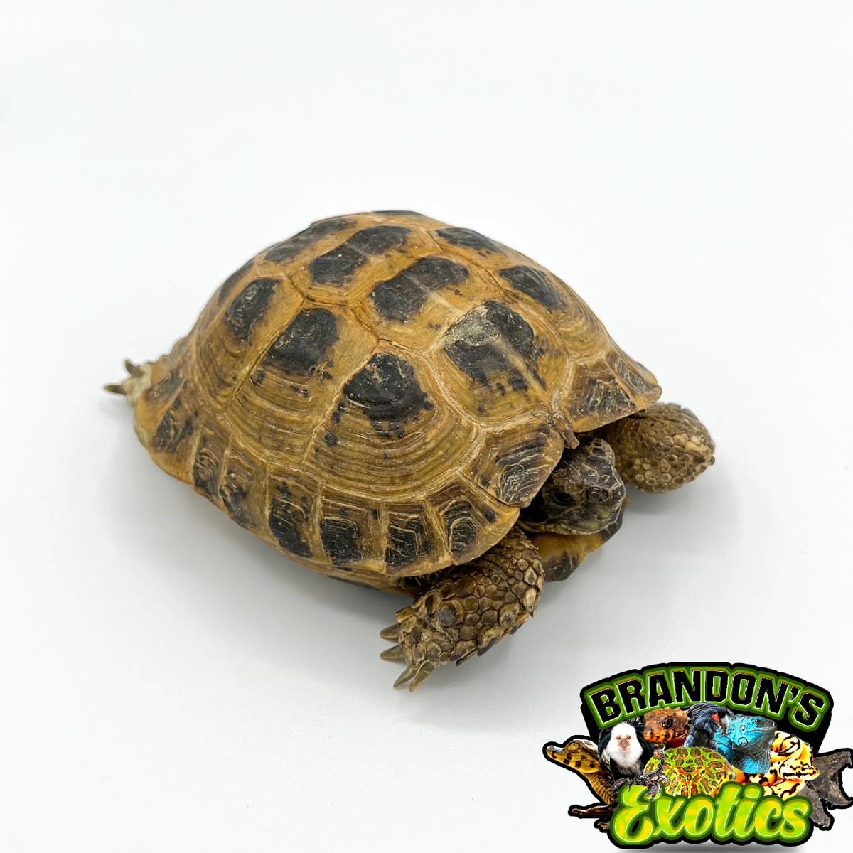 Russian Tortoise (Testudo horsfieldii)