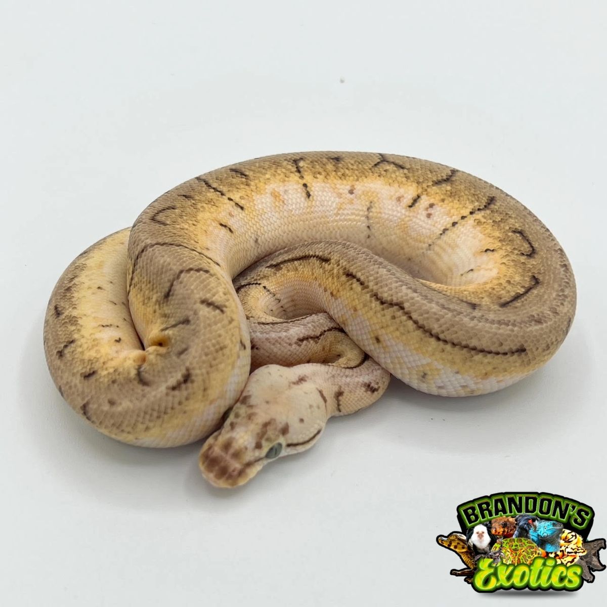 SPINNER BLAST BALL PYTHON