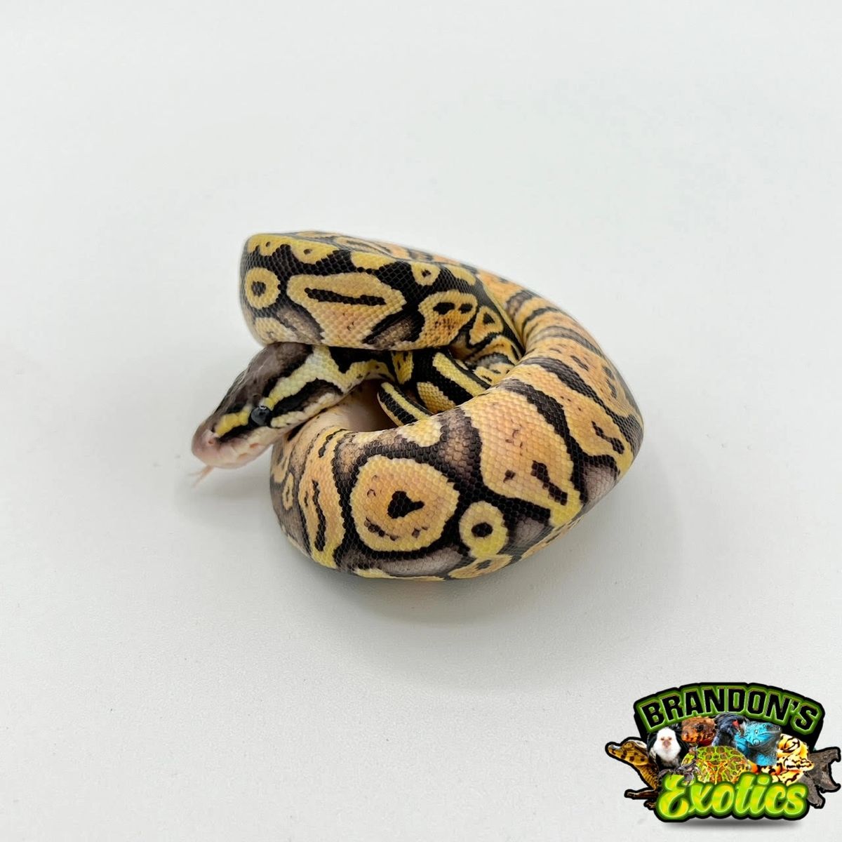 SUPER PASTEL BALL PYTHON