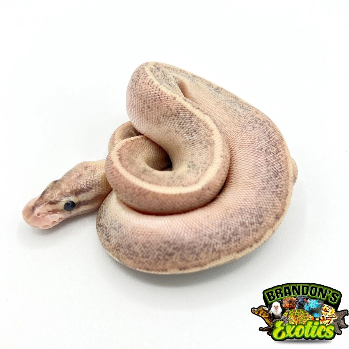 SUPER SPARK BALL PYTHON