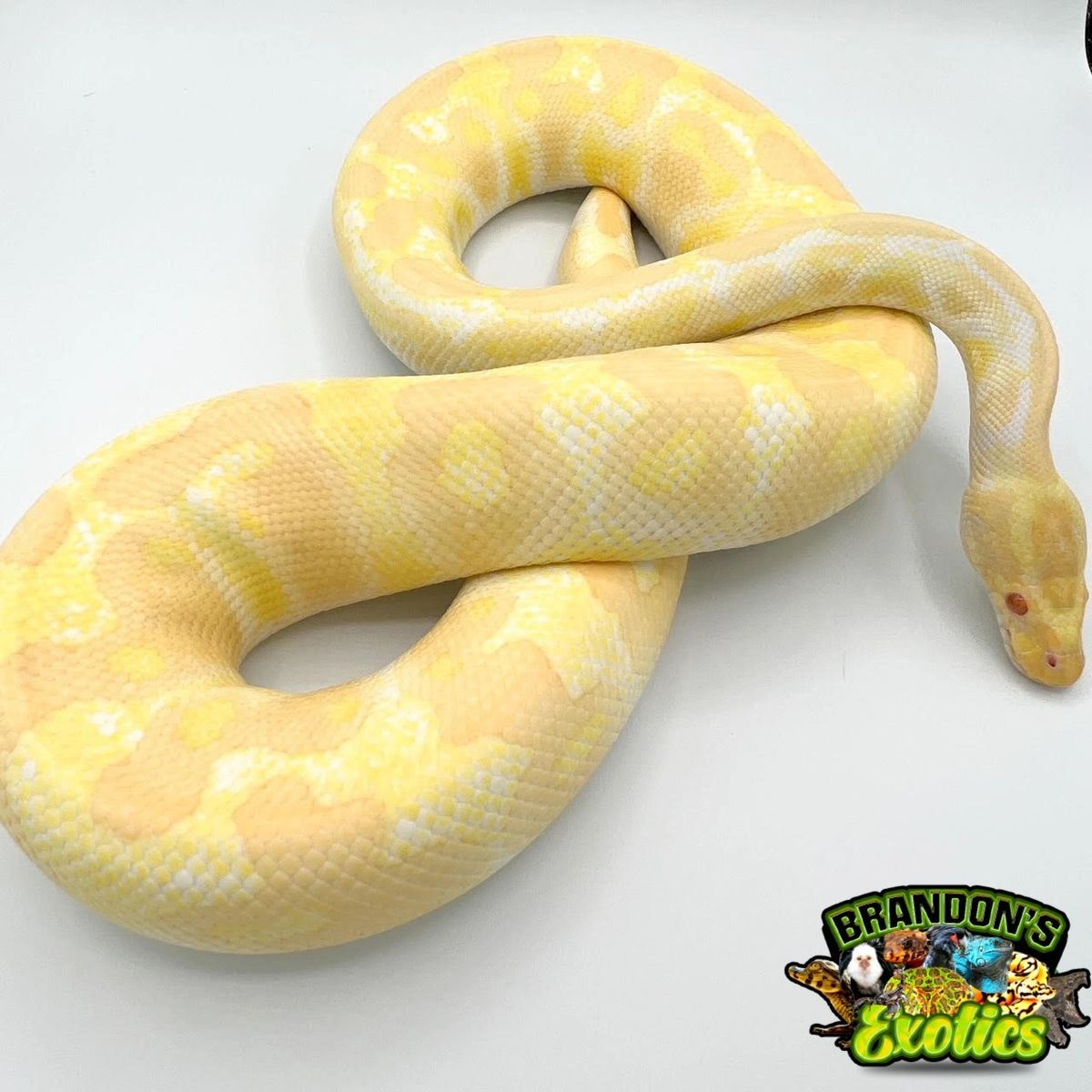 Toffino Ball Python