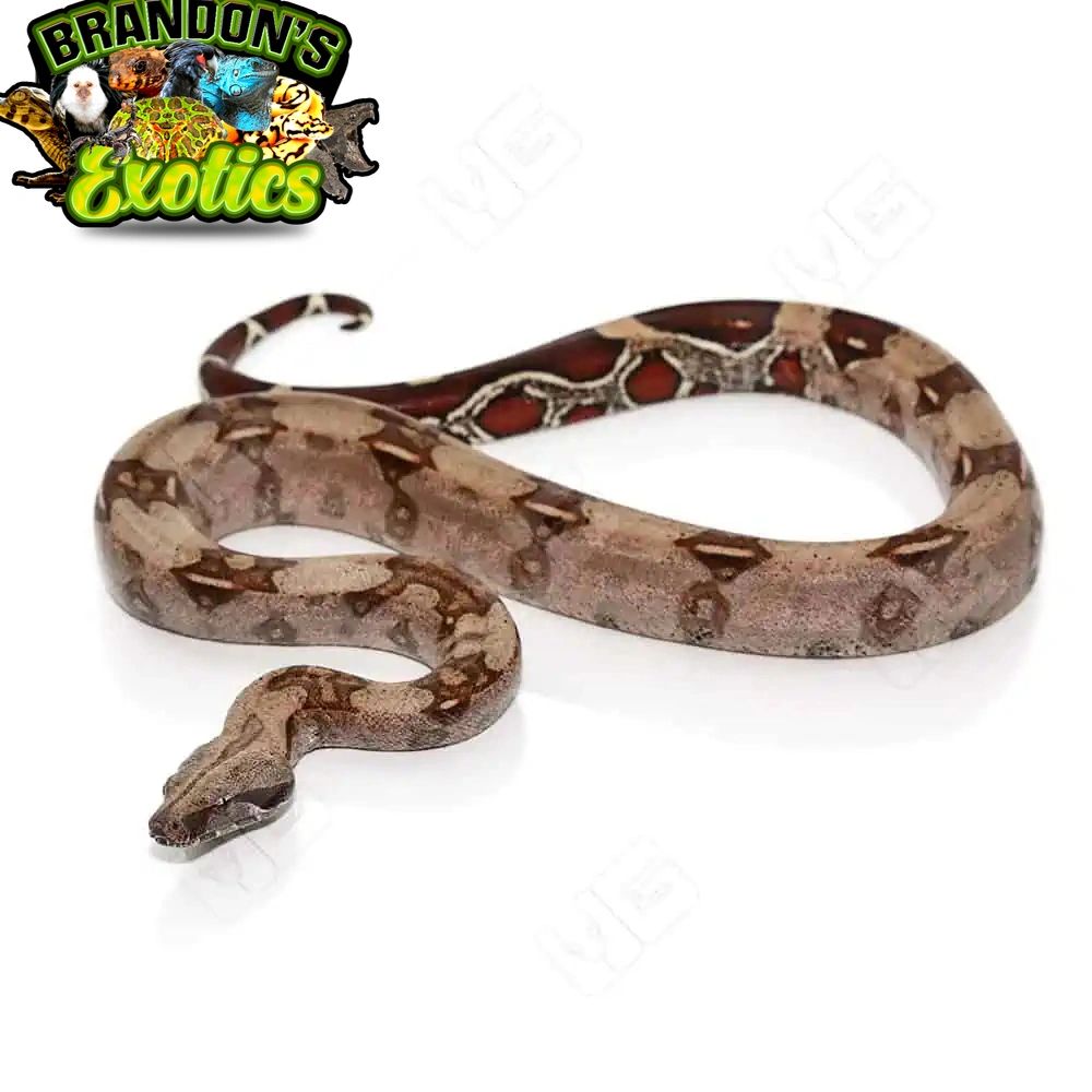 Red-Tailed boa Care Guide