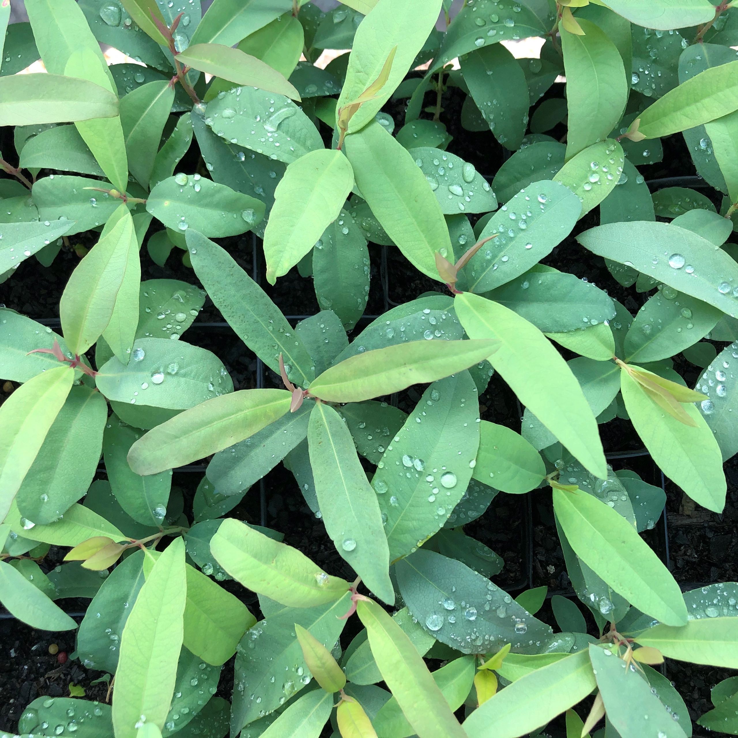 Linwood Trees - Tree, Native, Nursery